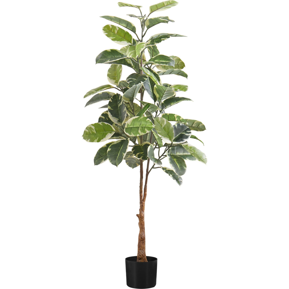 Rubber Tree | schwartz-furniture